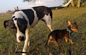 Central Florida Animal Rescue - Furever Paws Animal Rescue