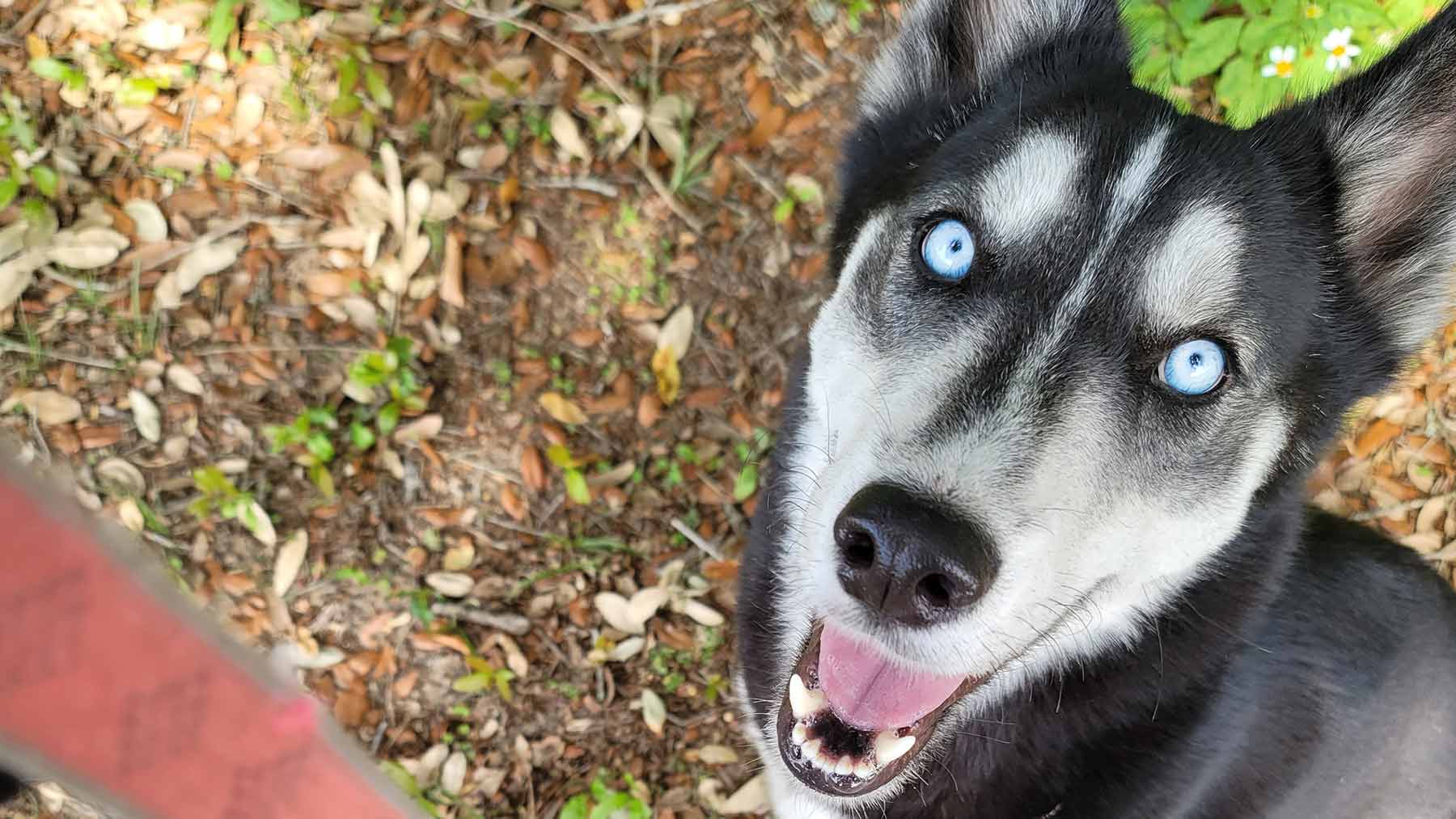 FAQ - Furever Paws Animal Rescue