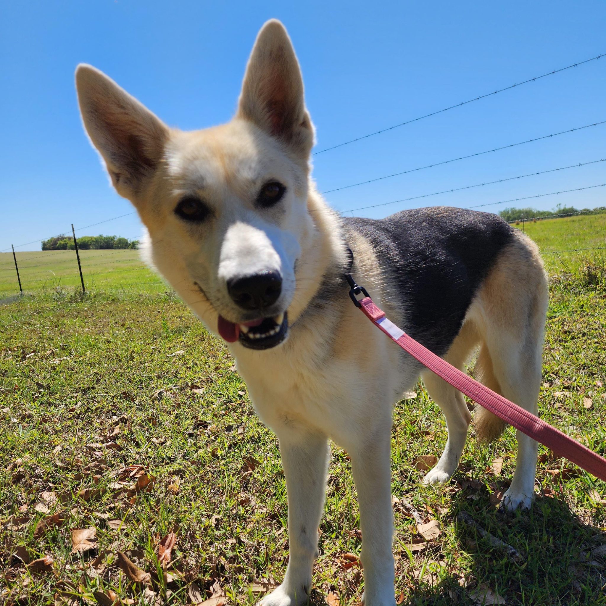 Adopt a Dog - Furever Paws Animal Rescue